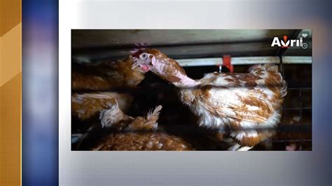 L214 dévoile les images choquantes dun élevage intensif de poules