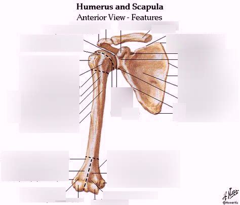 Anterior Humerus And Scapula Diagram Quizlet