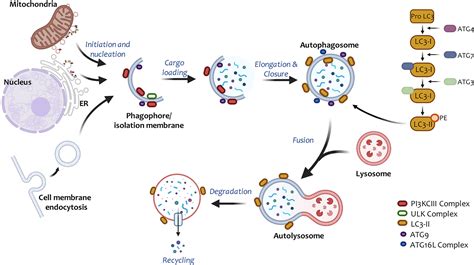 Frontiers Autophagy In Viral Development And Progression Of Cancer