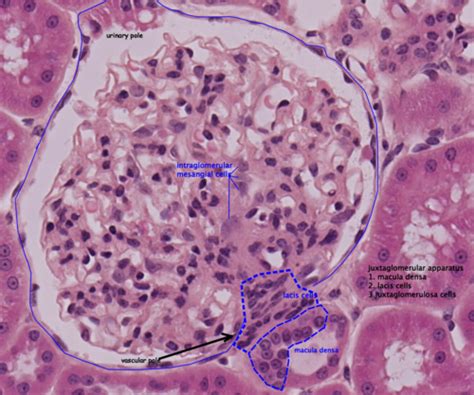 Urinary System Histology Flashcards Quizlet