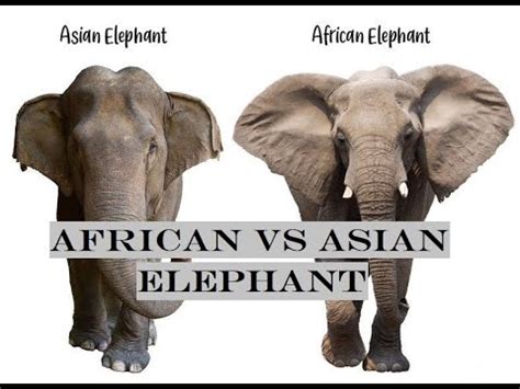 Differences Between African Elephant Asian Elephant African