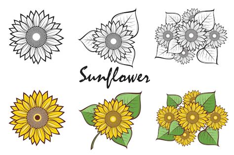 Ensemble D Illustration De Tournesol Vecteur Premium