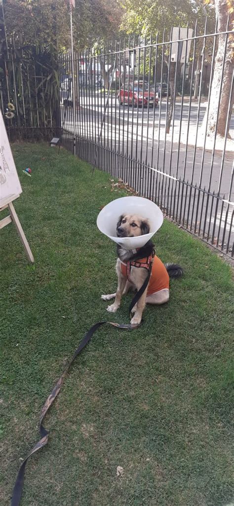 Libertad Pedernera M On Twitter Rt Fundacionikigai Soy Leidy Busco