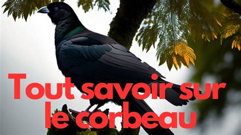 Tout Savoir Sur Le Corbeau Bio Ecologie Alimentation Et Croyances
