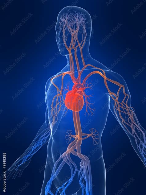 Menschlicher Blutkreislauf Stock Illustration Adobe Stock