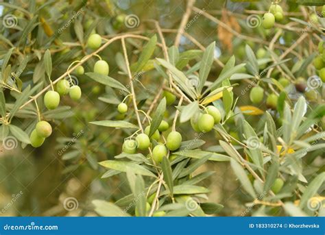 Branch With Fresh Ripe Olives Mediterranean Olive Trees Garden Stock
