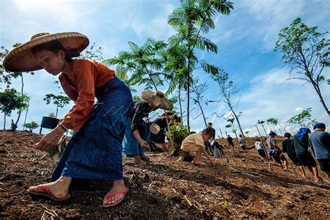 Hypeabis Menanam Padi Ala Suku Baduy