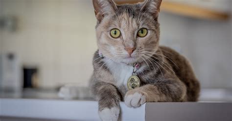 Por qué mi gato no quiere comer causas y recomendaciones cute cats