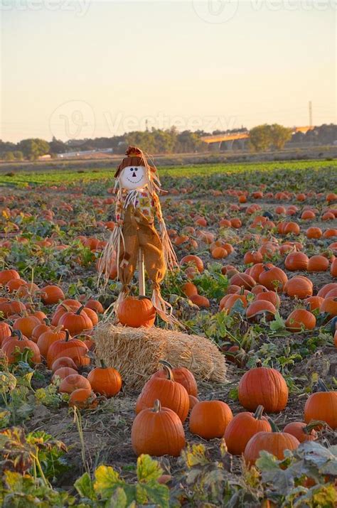 Scarecrow In A Pumpkin Patch 809426 Stock Photo At Vecteezy