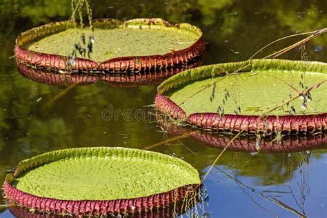 Lírio d água Típico Da Amazônia Forma Circular Característica