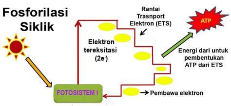 Skema Fotosintesis