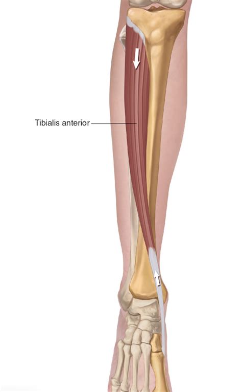 Tibialis Anterior An Overview Of Symptoms Causes Treatments