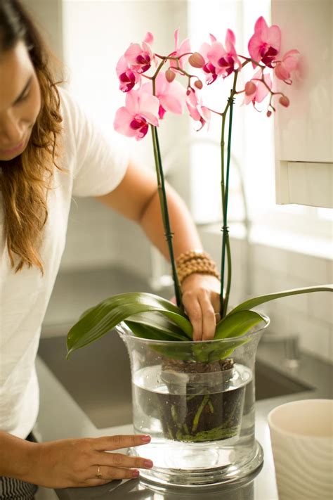 Orchideen gießen oder tauchen Wichtige Tipps zur richtigen Bewässerung