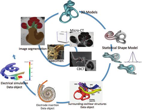 spiral of cochlear data generation from harvested cochlea specimens download scientific