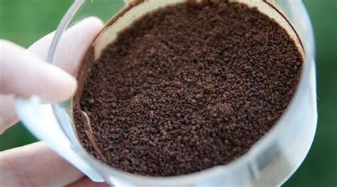 Le Marc de Café un Anti Cellulite Efficace et Gratuit