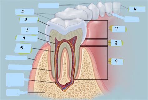 Teeth Anatomy Diagram Quizlet