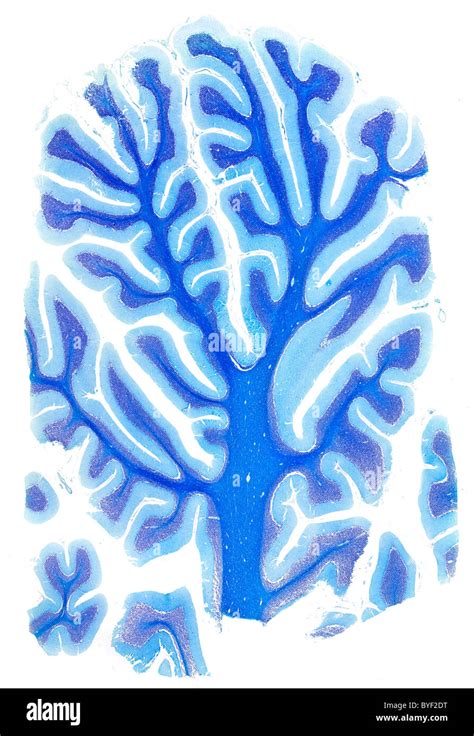 Plasticidad cerebral Imágenes recortadas de stock Alamy