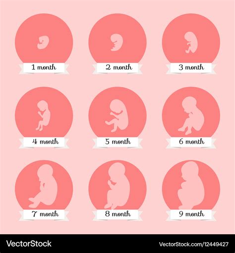Embryo Development Human Fetus Growth Stages Of Vector Image