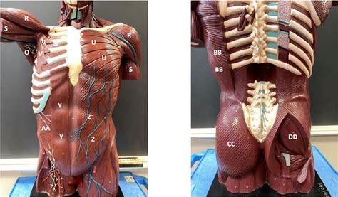 FULL TORSO Actions Insertions Origins Diagram Quizlet