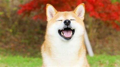 Mr Freedrop Shiba Inu Coin Price Soars As