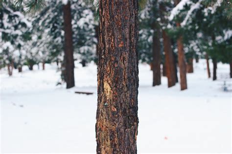 Fotos gratis árbol bosque rama nieve invierno planta madera