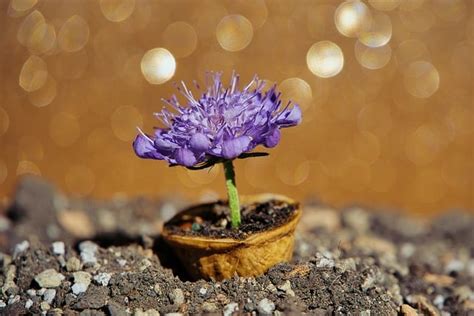 Spitzen Blume Wildblumen Feldblume Kostenloses Foto Auf Pixabay Pixabay