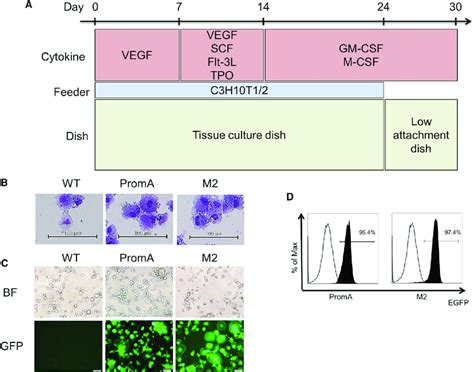 Differentiation Of Human IPSCs Into HSCs And Macrophages In Vitro A