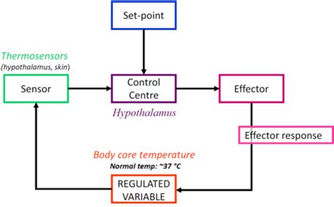 Hpe Thermoregulation Flashcards Quizlet