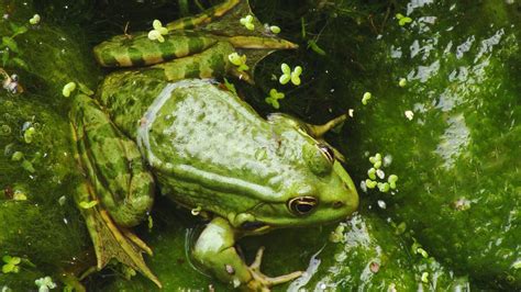 Frog Fact Sheet Blog Nature Pbs