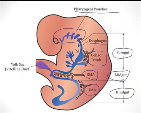 Surgical Management Of The Upper Gastrointestinal Tract And Biliary
