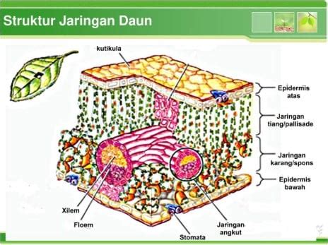 Gambar Penampang Daun Dan Fungsinya Imagesee