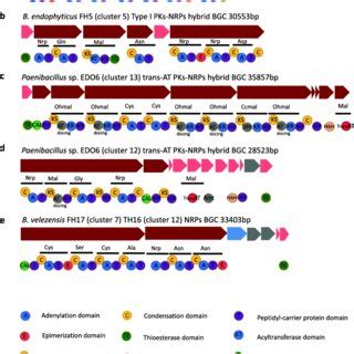 Novel Biosynthetic Gene Clusters Bgcs Identified From The Isolated