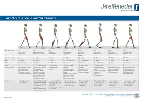 8 fases de la marcha Resúmenes de Biomecánica Docsity