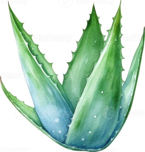 áloe vera planta acuarela ilustración ai generado 24045845 PNG