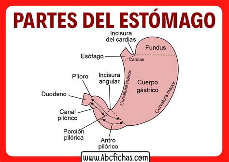 Anatomía interna función y partes del Estómago