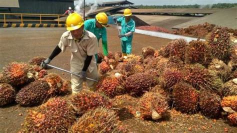 Produksi Kelapa Sawit Di Indonesia 2020 Jeep IMAGESEE