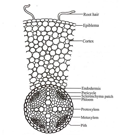Internal Structure Of Dicot Root BioQuestOnline