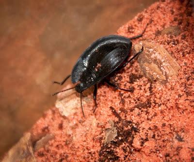 Pacific Science Center Life Sciences New Beetles