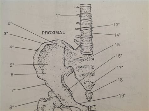 The Hip Joint Flashcards Quizlet