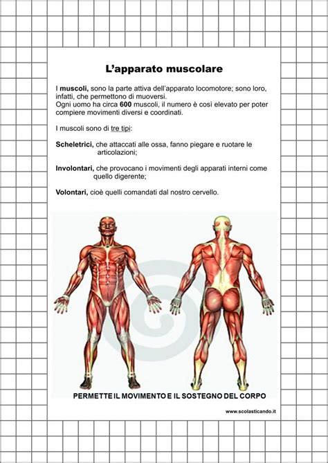 Classe Quinta Scienze L Apparato Muscolare Schede E Verifica Da