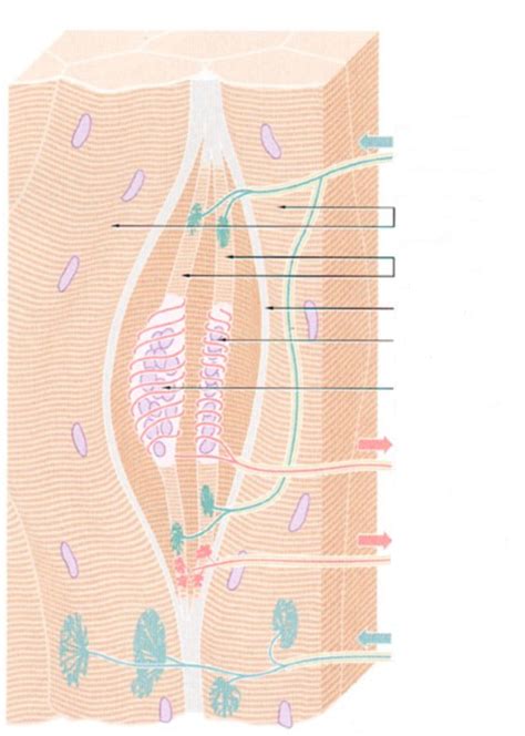 Neuromuscular Spindles Diagram Quizlet
