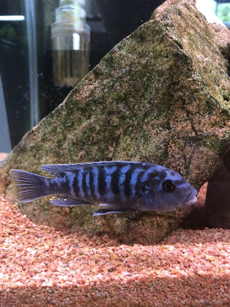 Best African Cichlid Images On Pholder Aquariums Cichlid And
