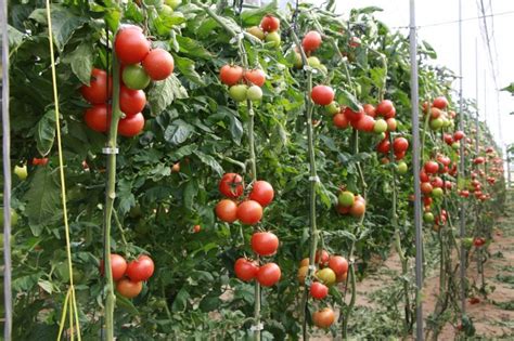 Como Cultivar Tomate