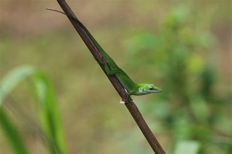 Lagarto Naturaleza Reptil Fauna Foto Gratis En Pixabay Pixabay