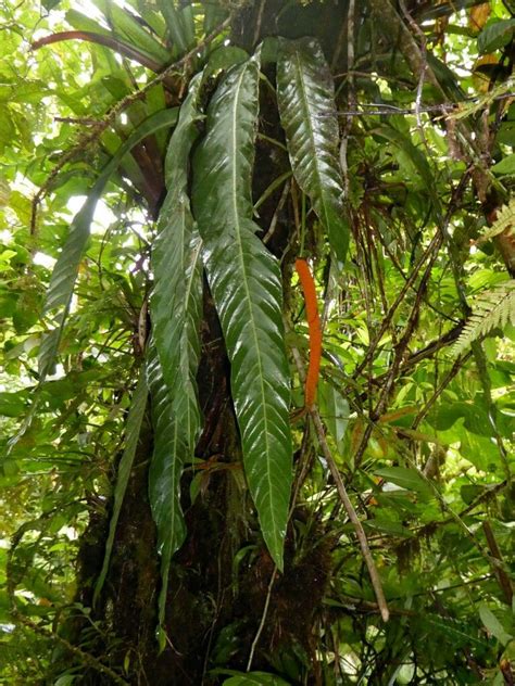 Anthurium Pseudospectabile Growing At Fortuna Chiriqui Province