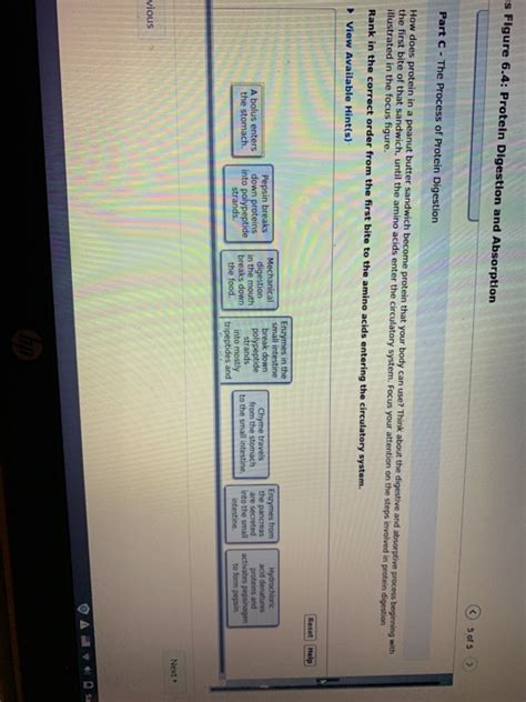 Solved As Figure Protein Digestion And Absorption Chegg