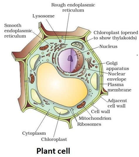 Illustrate Plant Cells As Seen Under An Electron Microscope Images