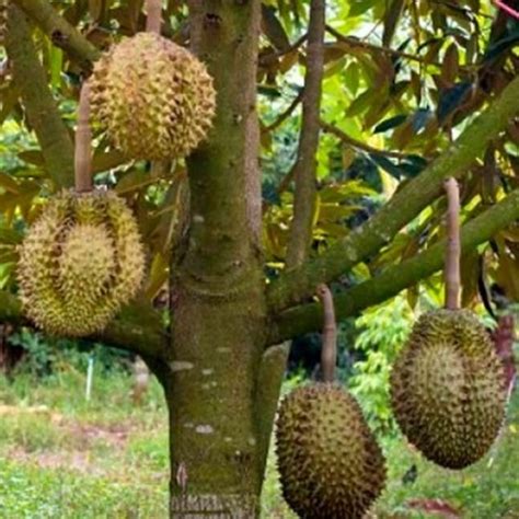 BIBIT DURIAN MUSANG KING Jual Bibit Pohon Durian Musang King Asli