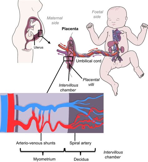 Collection Pictures Pictures Of Human Placenta Latest