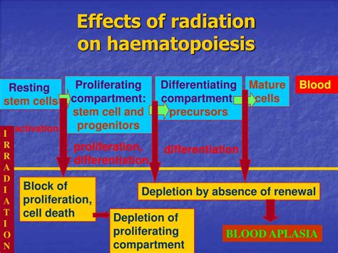 PPT BIOLOGICAL EFFECTS OF IONIZING RADIATION ON T I SSUE S ORGANS
